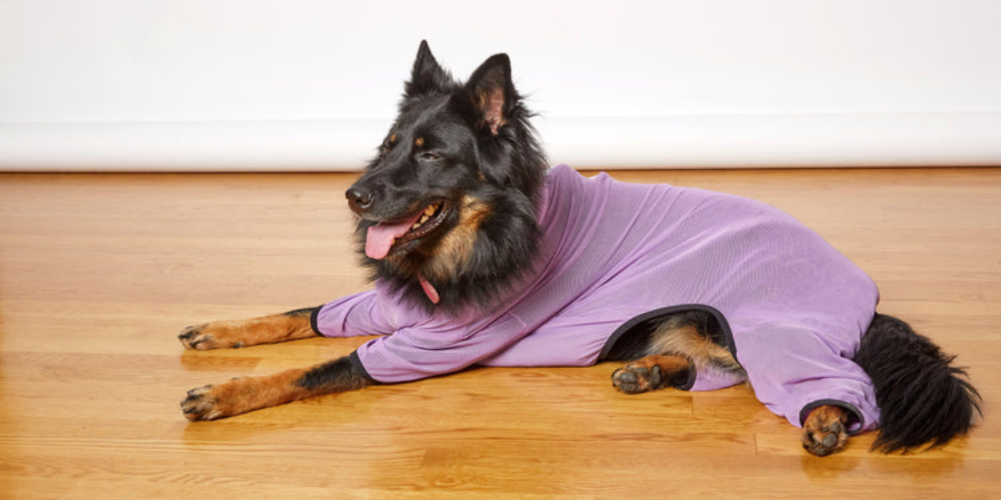 doggyhairnets – Doggy Hair Nets